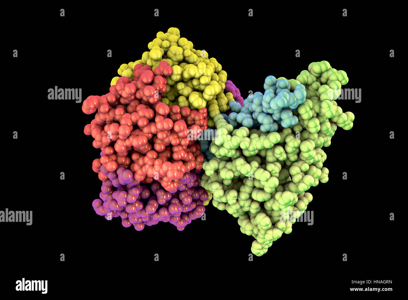 Cholera toxin, molecular model. Cholera toxin (choleragen) is a protein ...
