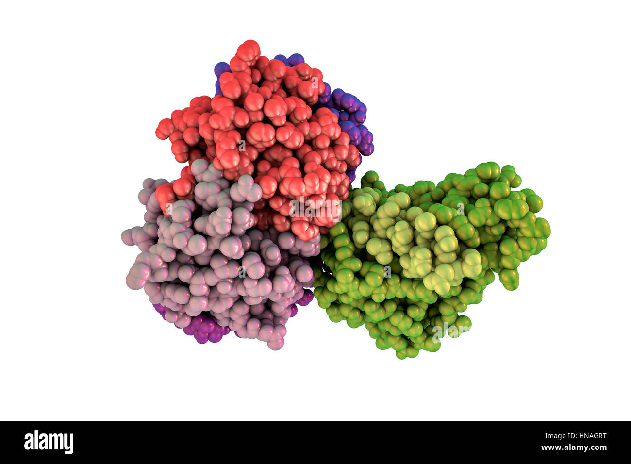 Cholera toxin, molecular model. Cholera toxin (choleragen) is a protein ...