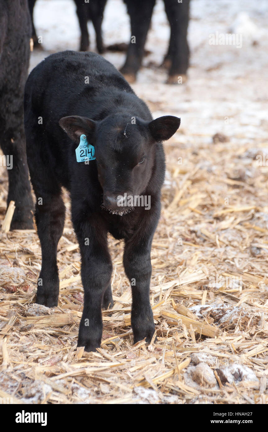 A calf stands in the barn yard with icicles clinging to its chin ...