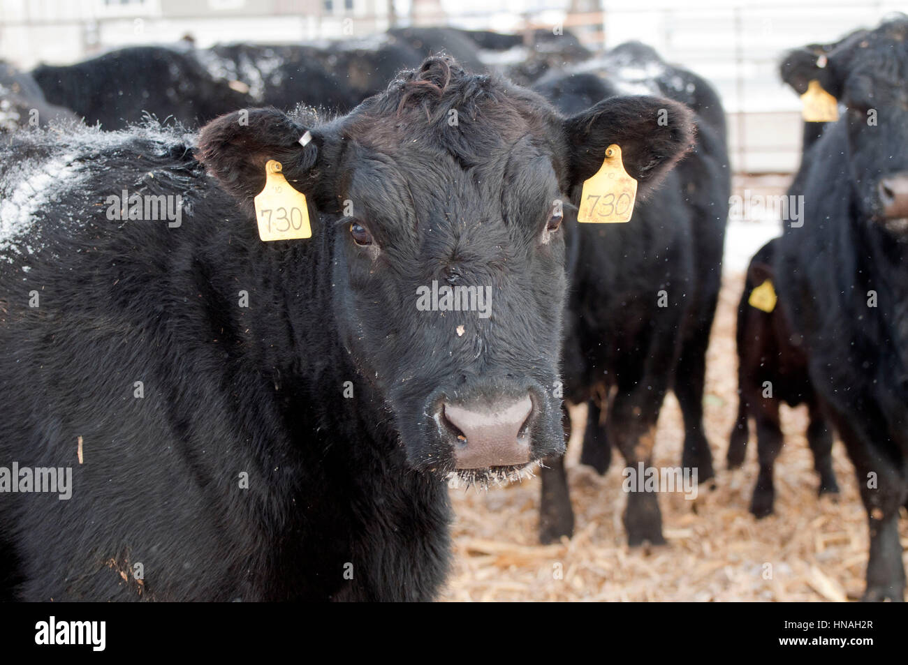 A cow stands in the barn yard with snow on its back and icicles hanging ...