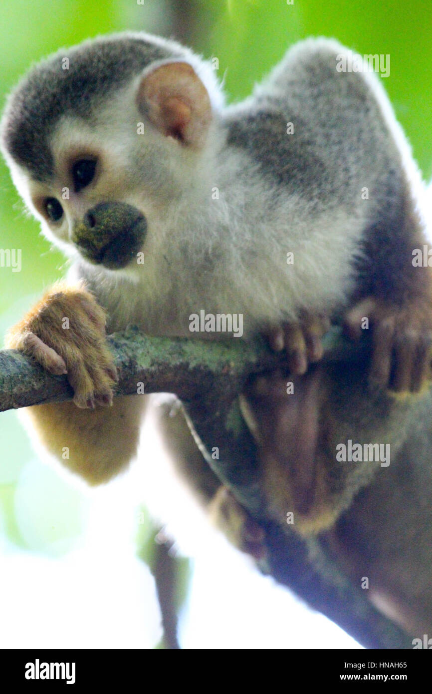 Wild Squirrel monkey playing in the tree Stock Photo - Alamy