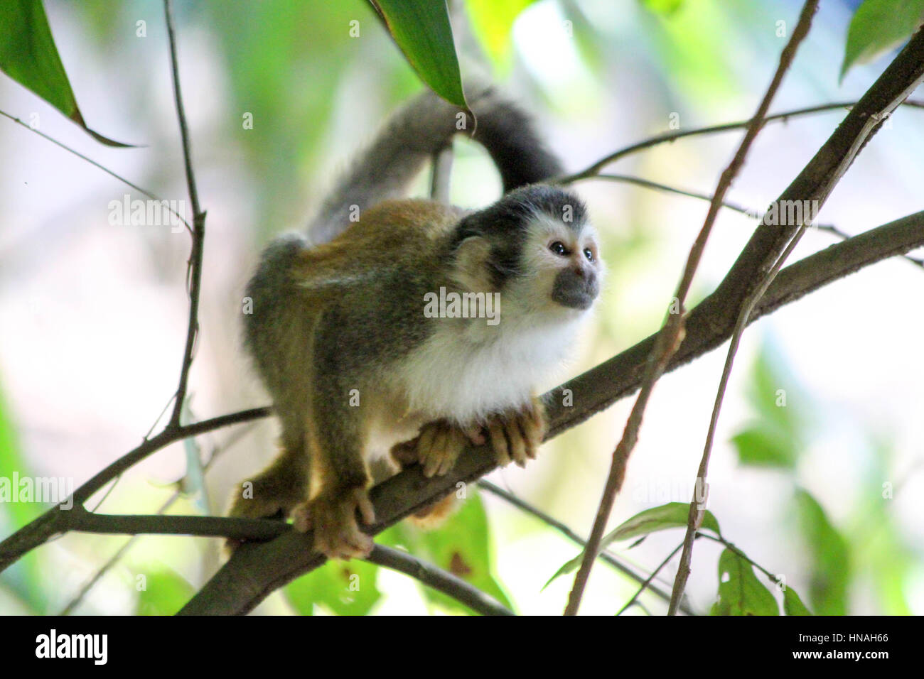 Wild Squirrel monkey playing in the tree Stock Photo - Alamy