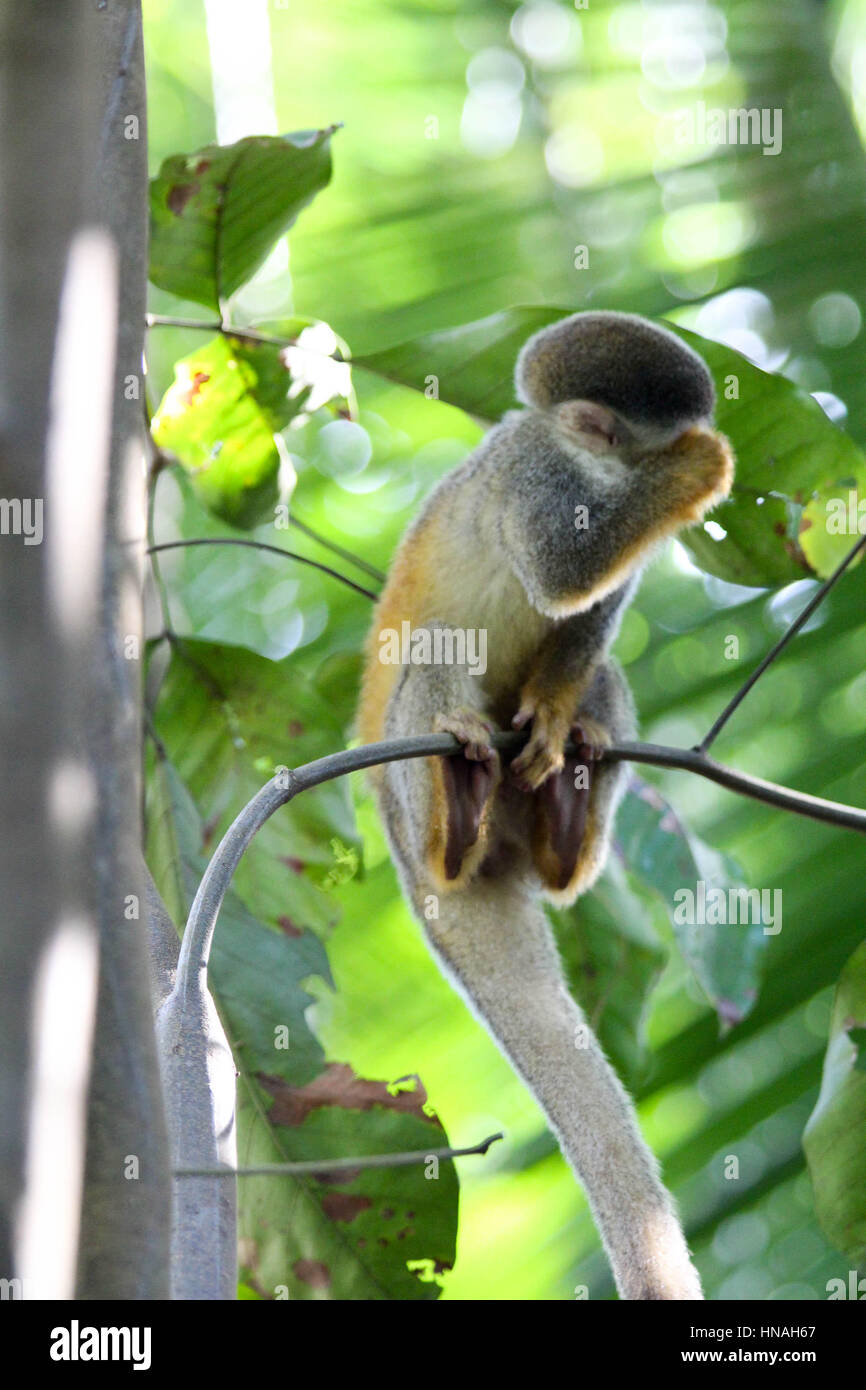 Hiding monkey hi-res stock photography and images - Alamy
