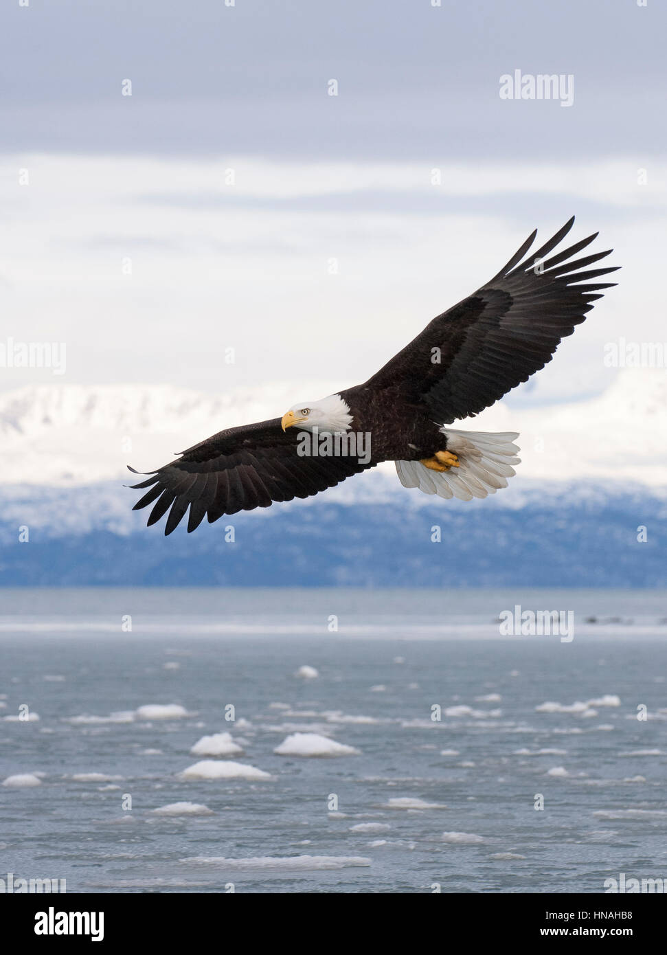 American bald eagle ice hi-res stock photography and images - Alamy
