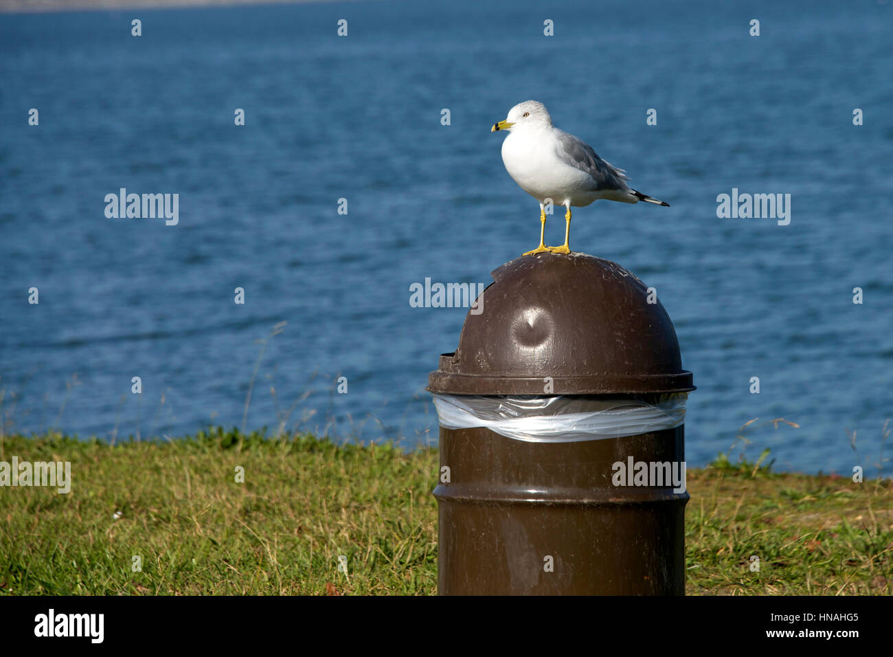 Dumpster garbage can gull seagull hi-res stock photography and images ...