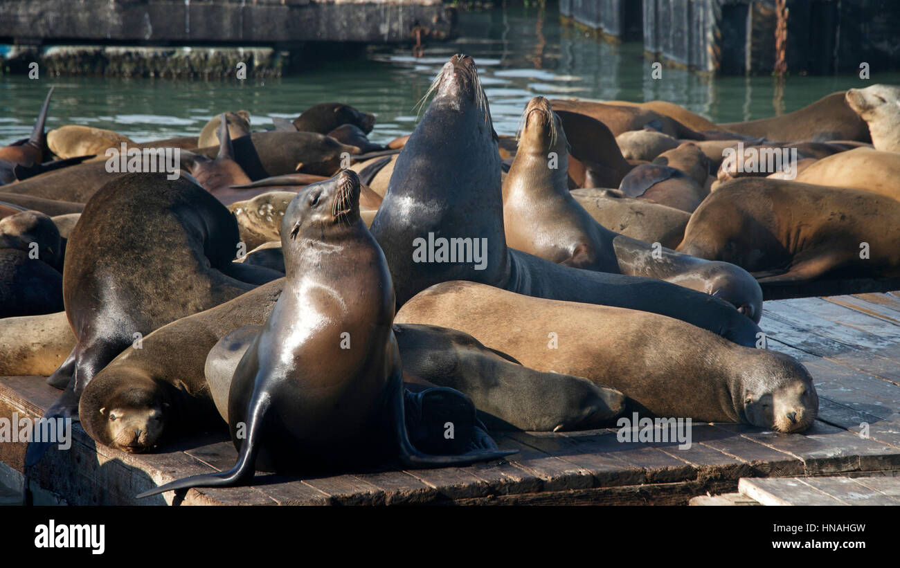 Sea lion dock photo hi-res stock photography and images - Alamy