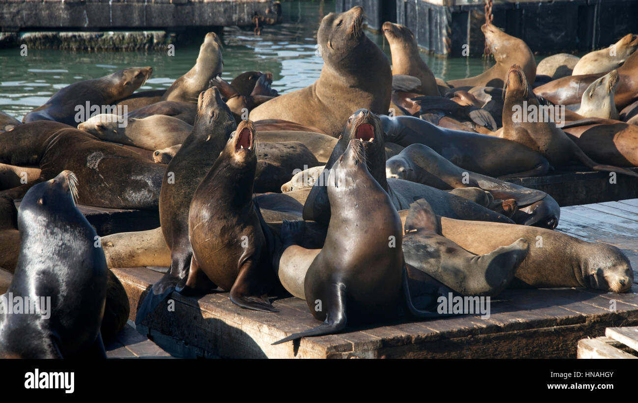 Sea Lions sunning resting on floating platforms near the docks at Pier ...
