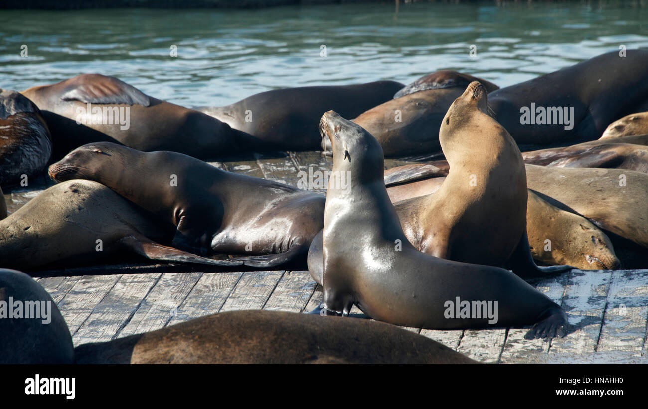 Sea Lions sunning resting on floating platforms near the docks at Pier ...