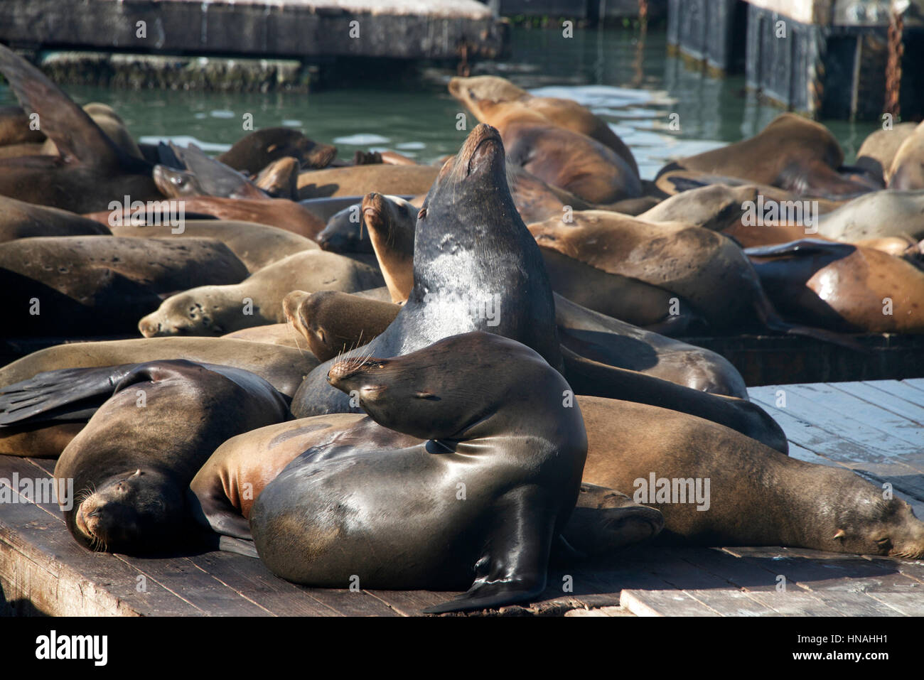 Sea Lions sunning resting on floating platforms near the docks at Pier ...