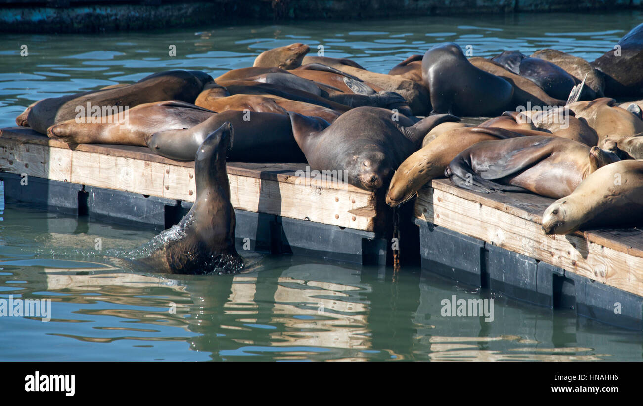 Sea Lions sunning resting on floating platforms near the docks at Pier ...