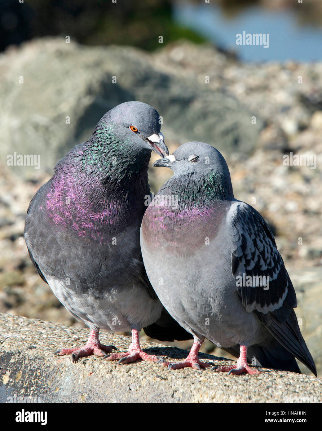 Male pigeon hi-res stock photography and images - Alamy
