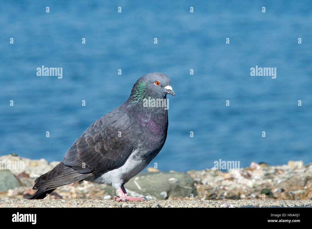 Male pigeon on a rock with blue ocean water in the background. Pigeons ...