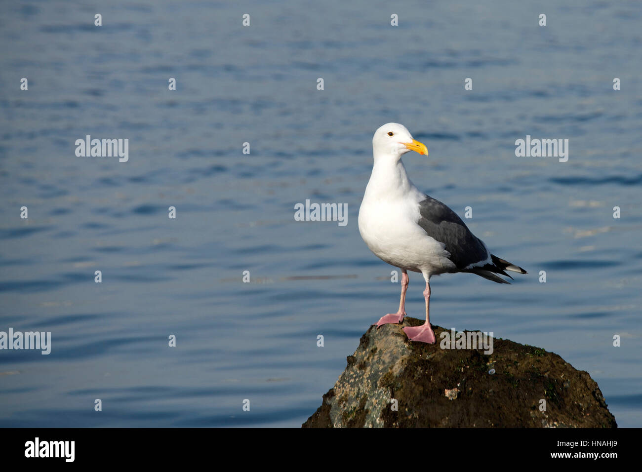 Gull feet in water hi-res stock photography and images - Alamy