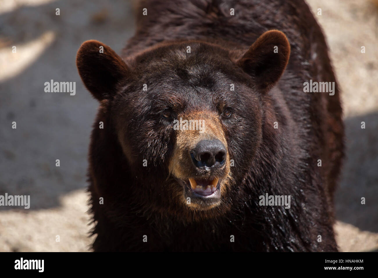 American black bear (Ursus americanus Stock Photo - Alamy