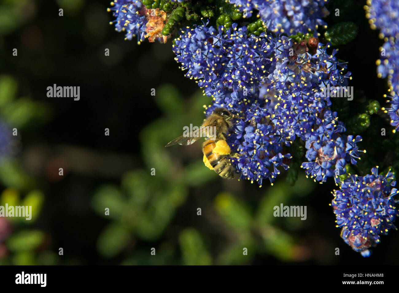 A honey bee, or honeybee, busy collecting pollen in its leg sacs from ...