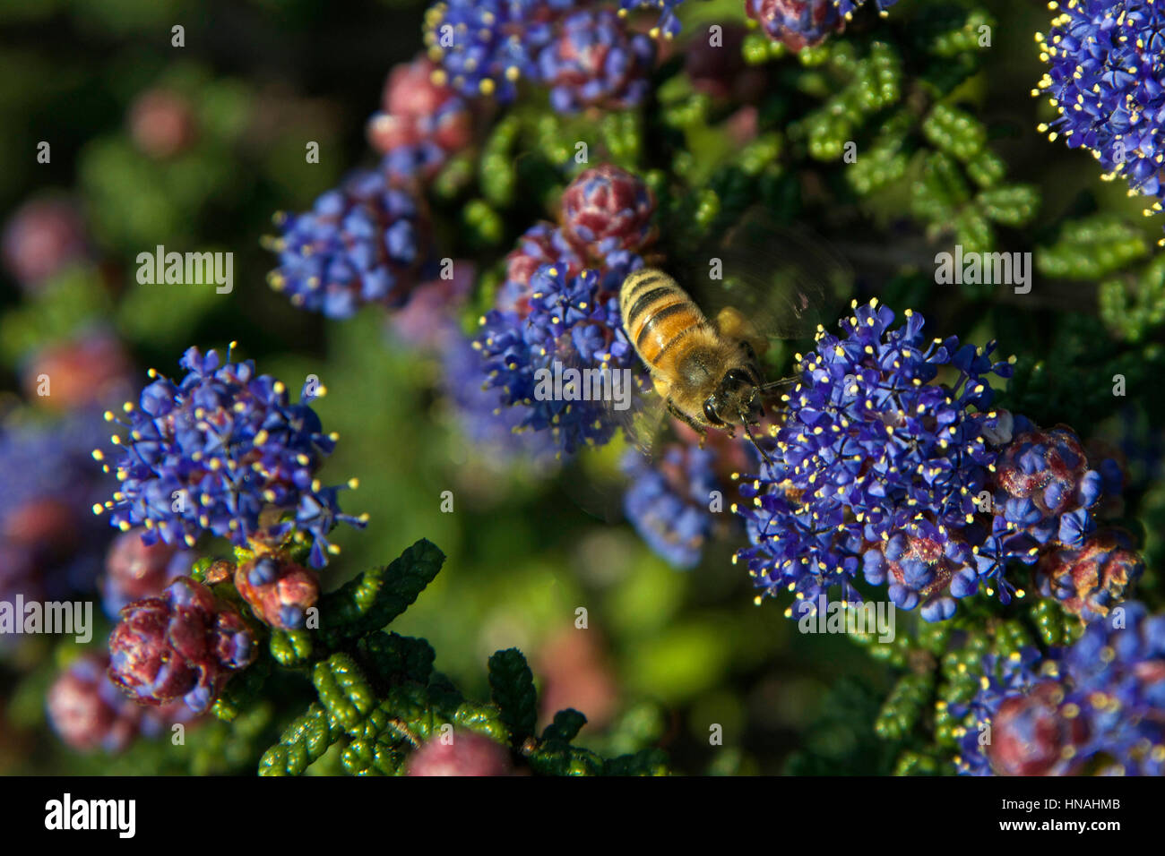 A honey bee, or honeybee, busy collecting pollen in its leg sacs from ...