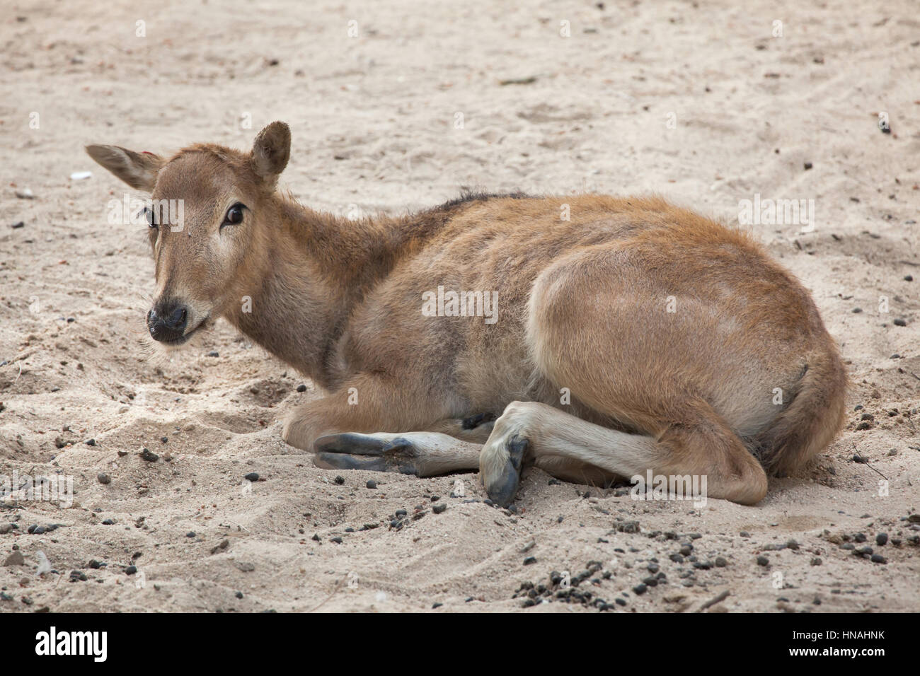 Pere David's deer (Elaphurus davidianus), also known as the milu Stock ...