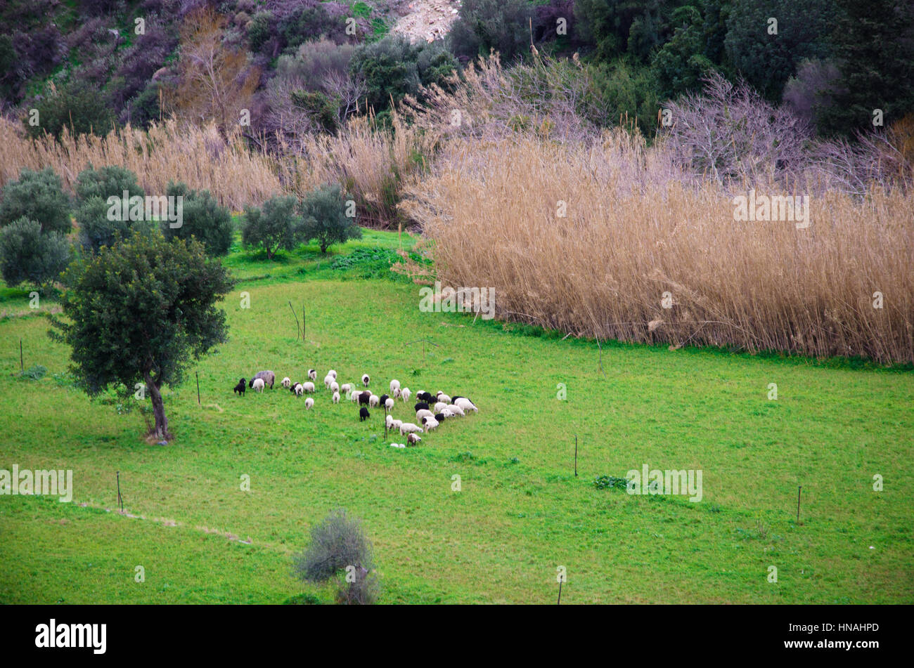 Sheeps in nature on meadow. Farming outdoor, Crete, Greece Stock Photo ...