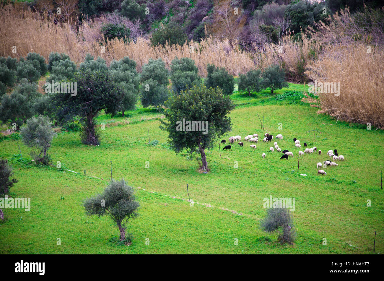 Sheeps in nature on meadow. Farming outdoor, Crete, Greece Stock Photo ...