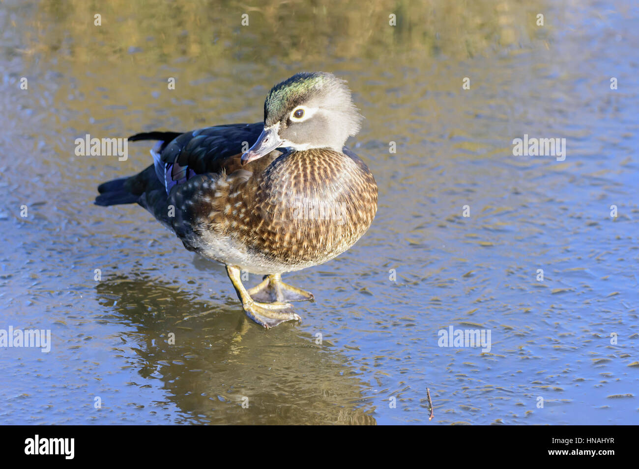 female Wood duck, Aix sponsa, Burnaby Lake Regional Park, Burnaby ...