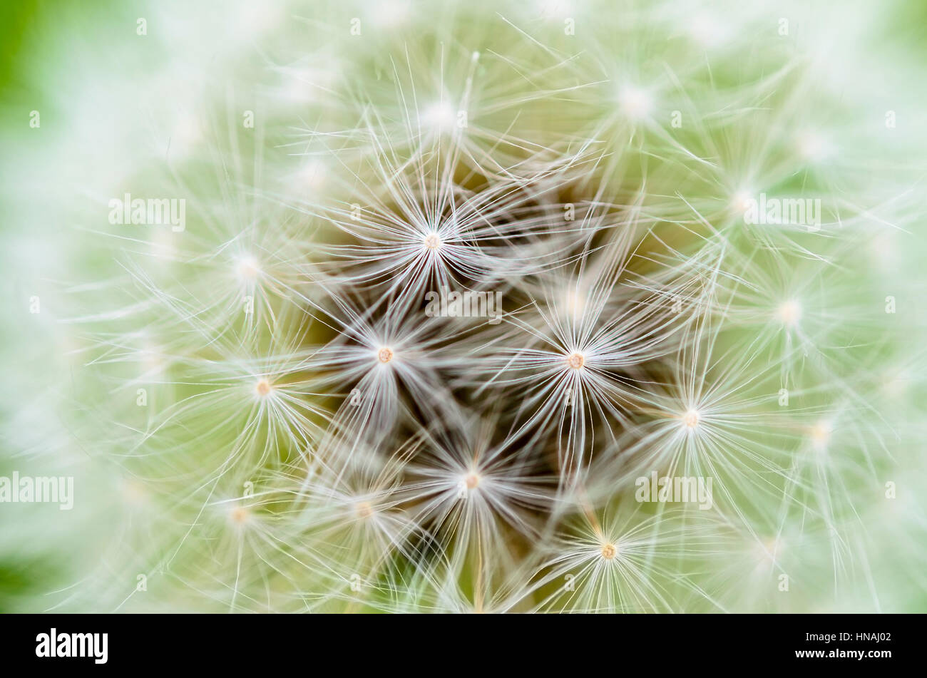 Radial Symmetry Found In Nature