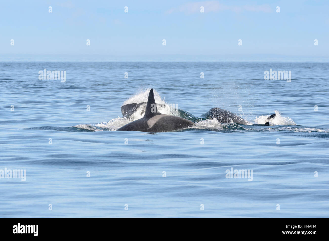 Southern Resident orcas, J-Pod, J-4 Matriline, Orca orcinus, feeding ...