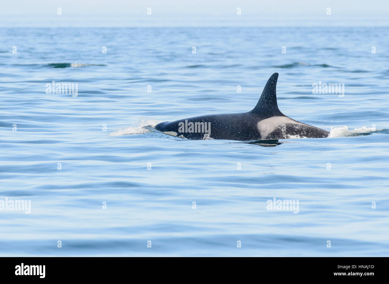 Southern Resident orcas, J-Pod, Orca orcinus, J-39 (Mako), Salish Sea ...