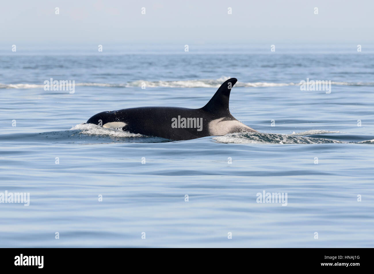 Southern Resident orca, J-Pod, Orca orcinus, J-19 (Shachi) Salish Sea ...