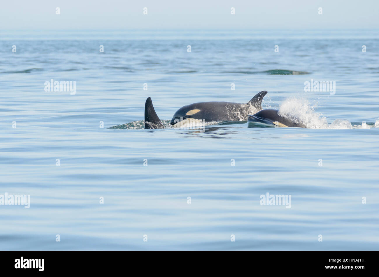 J whale hi-res stock photography and images - Alamy