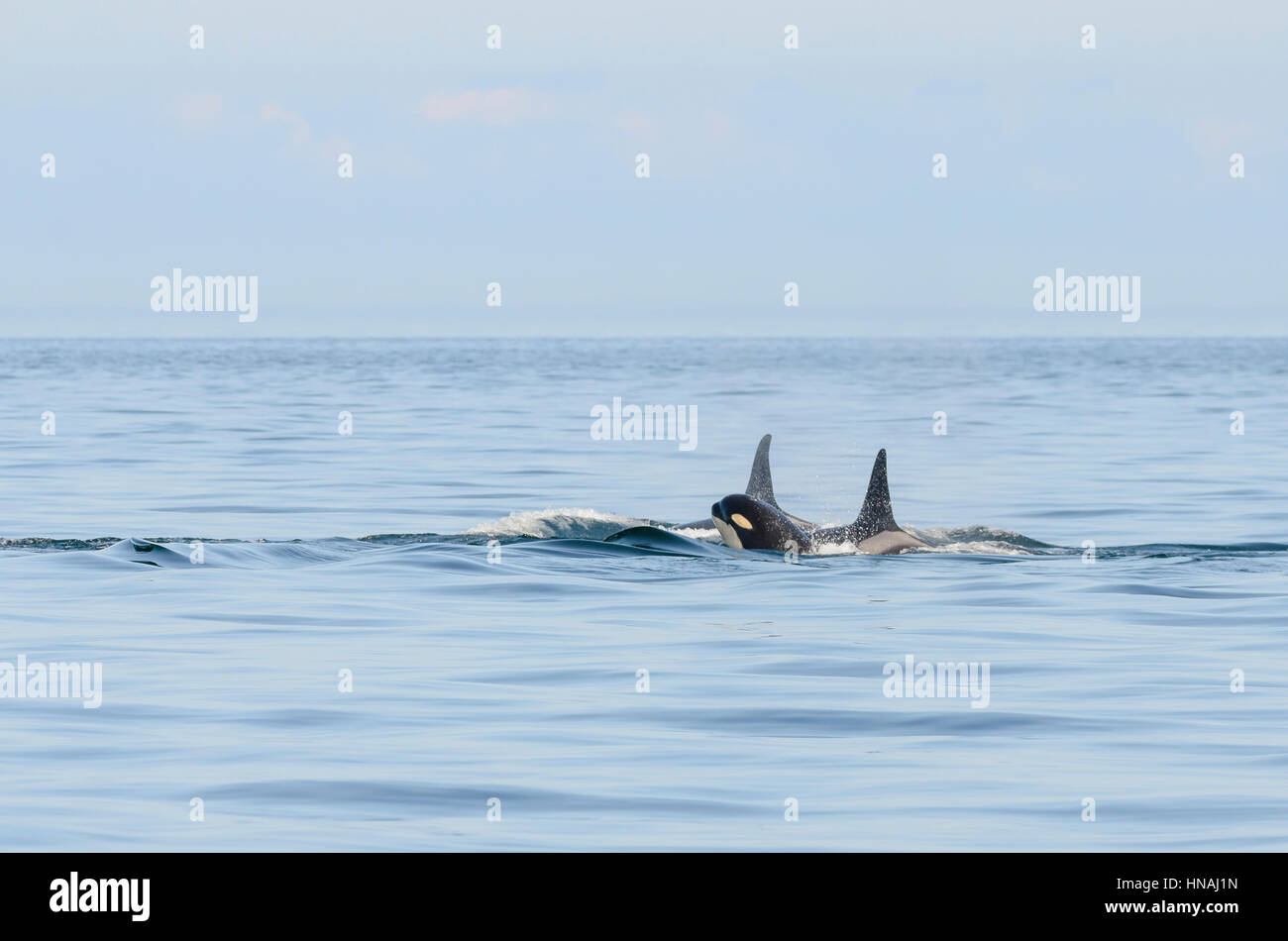 Southern Resident orca, J-Pod, Orca orcinus, J-19, J-41, J-51, Salish ...