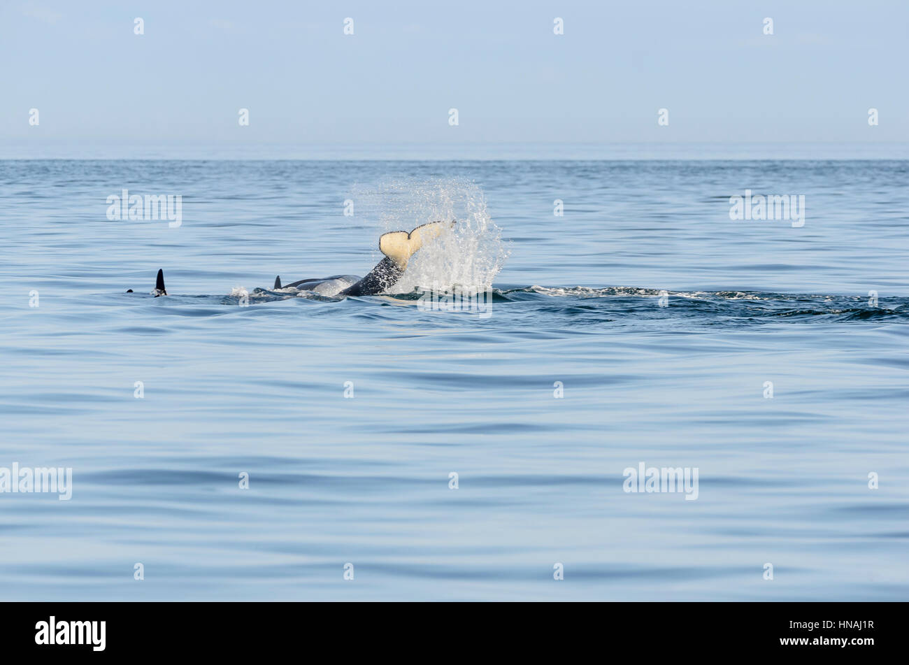 Matriline hi-res stock photography and images - Alamy