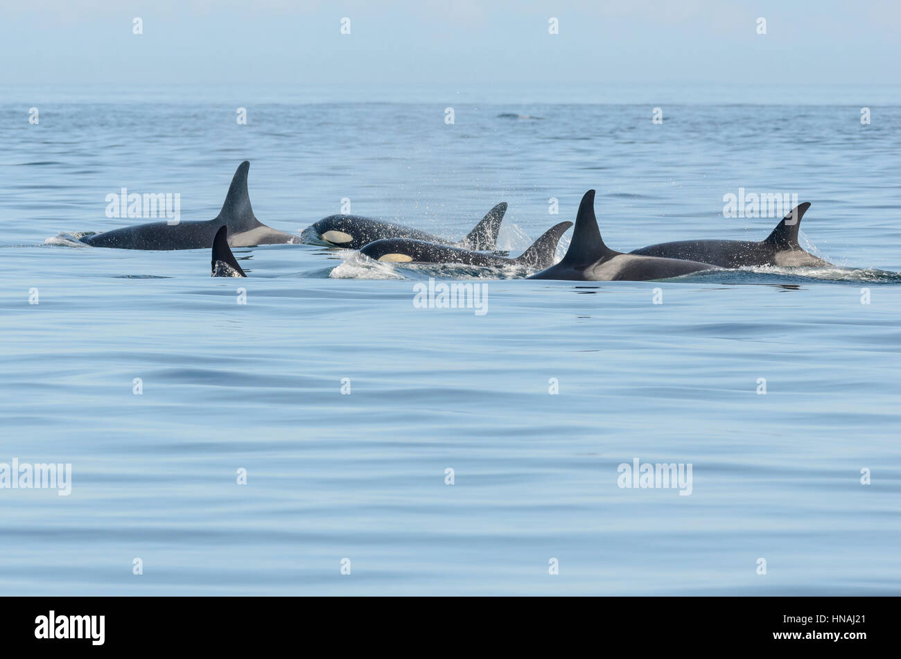 Southern resident killer whale hi-res stock photography and images - Alamy