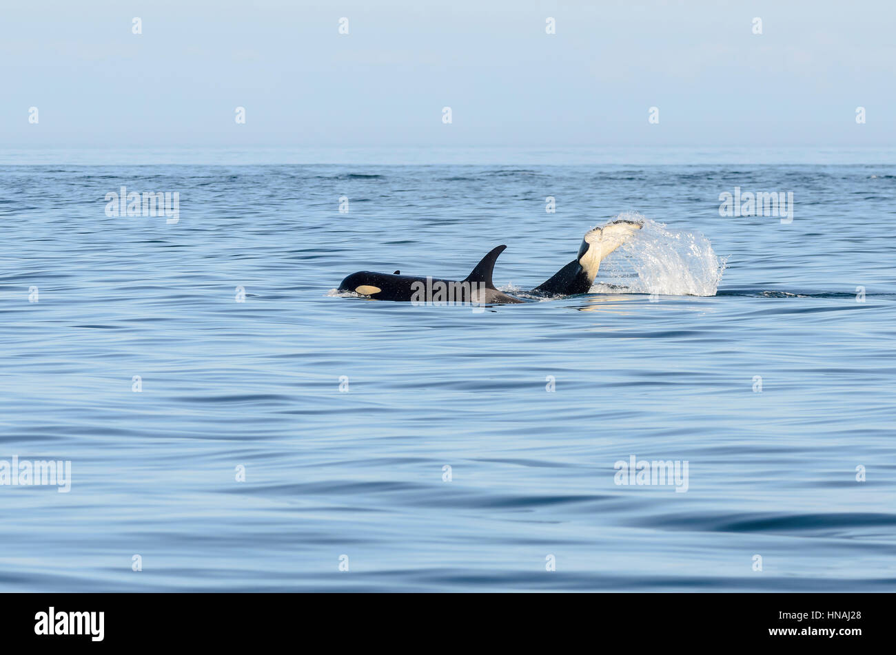 Matriline High Resolution Stock Photography and Images - Alamy