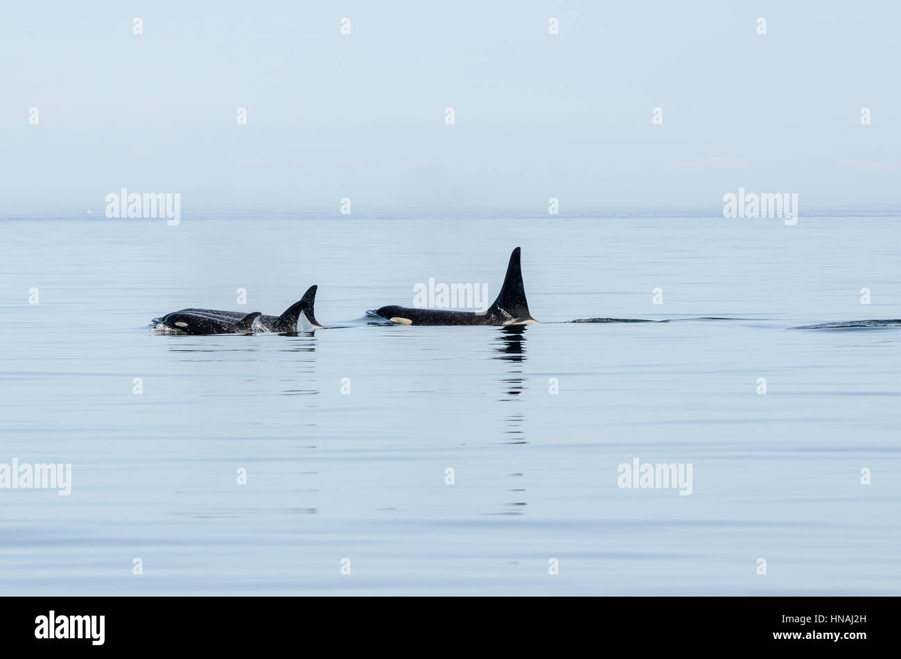 Several generations of Salish Sea Southern Resident orcas, Orca orcinus ...
