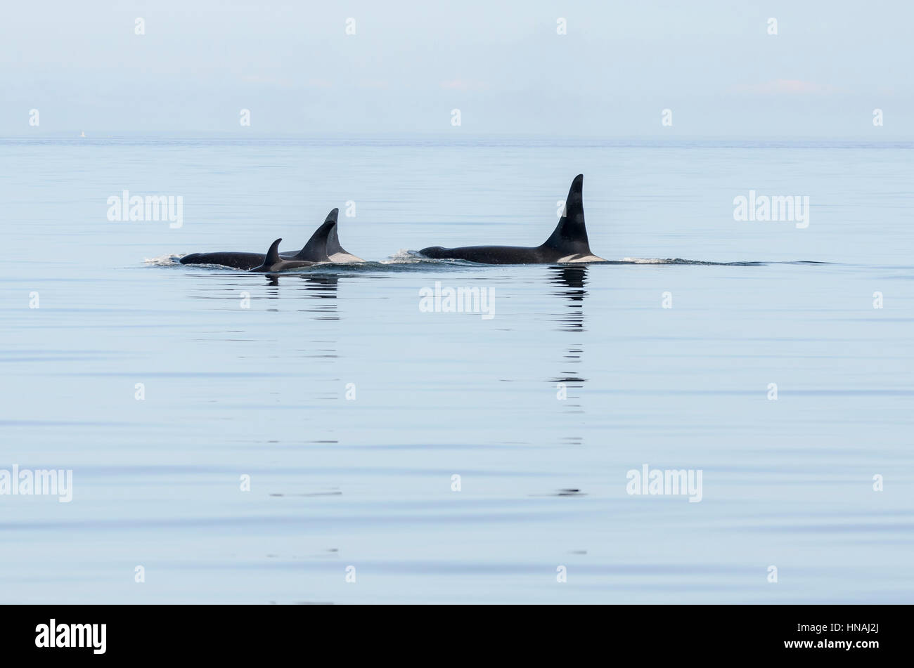 Several generations of Salish Sea Southern Resident orcas, Orca orcinus ...
