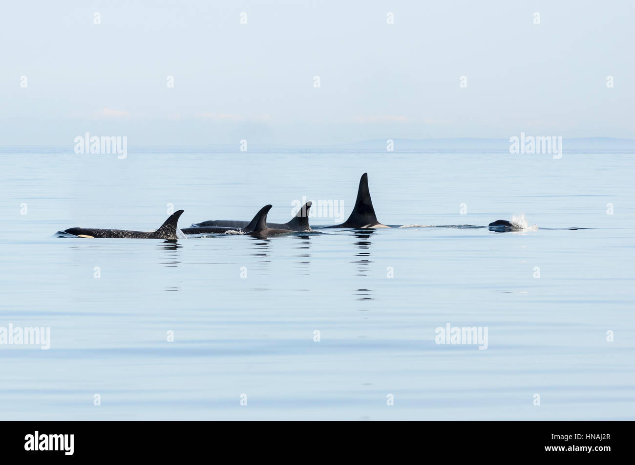 Several generations of Salish Sea Southern Resident orcas, J-Pod, Hy ...