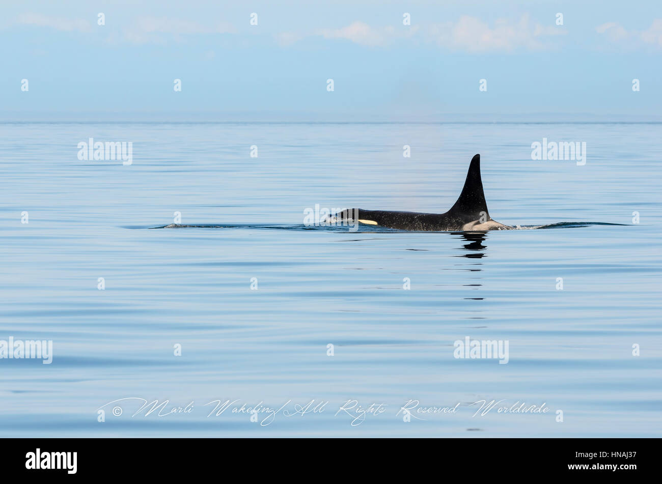 Salish Sea Southern Resident orca, J-Pod, Onyx (L-87), endangered ...