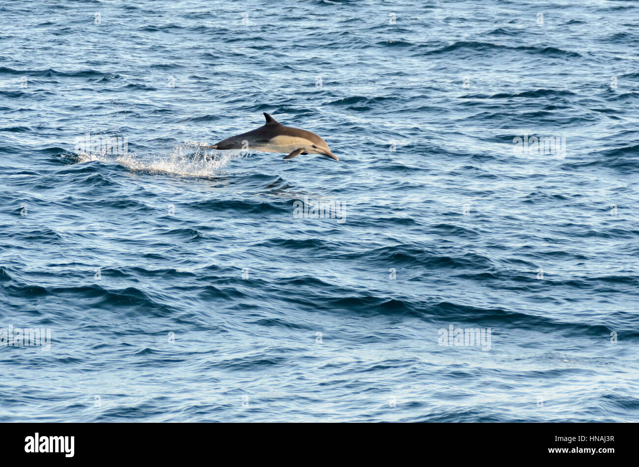 Short Beaked Common Dolphin Stock Photos & Short Beaked Common Dolphin ...