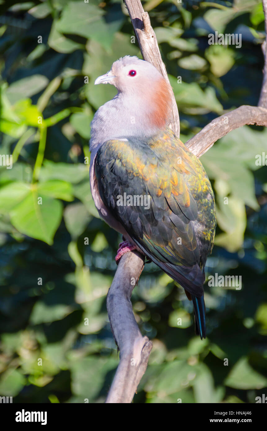 Green Imperial Pigeon (Ducula aenea), standing on a branch, back ...