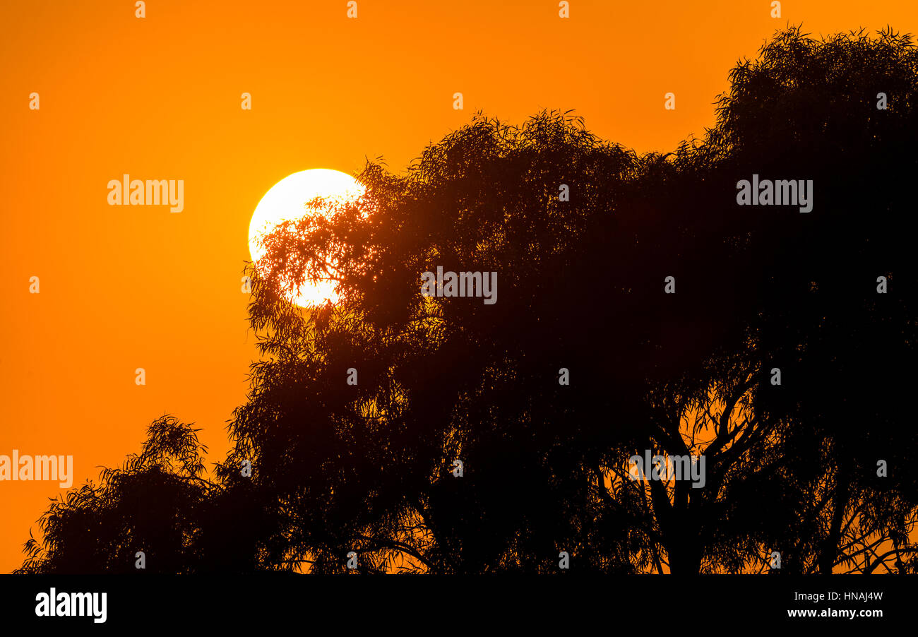Sunset behind trees from hi-res stock photography and images - Alamy