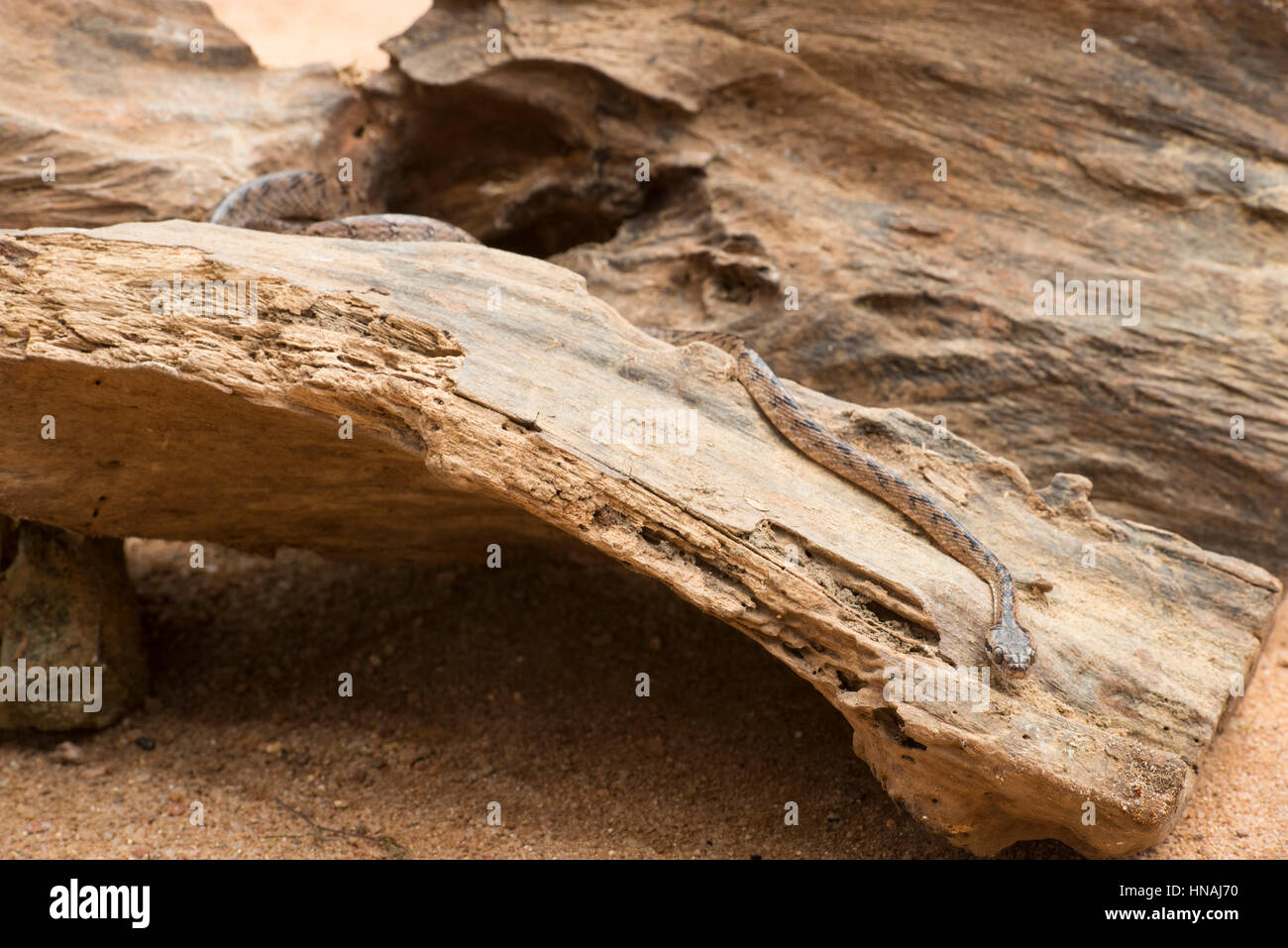Sri lankan snake hi-res stock photography and images - Alamy