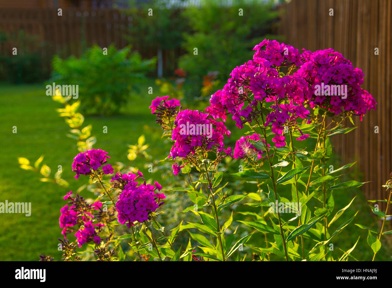 Pink Verbena flowers Stock Photo - Alamy