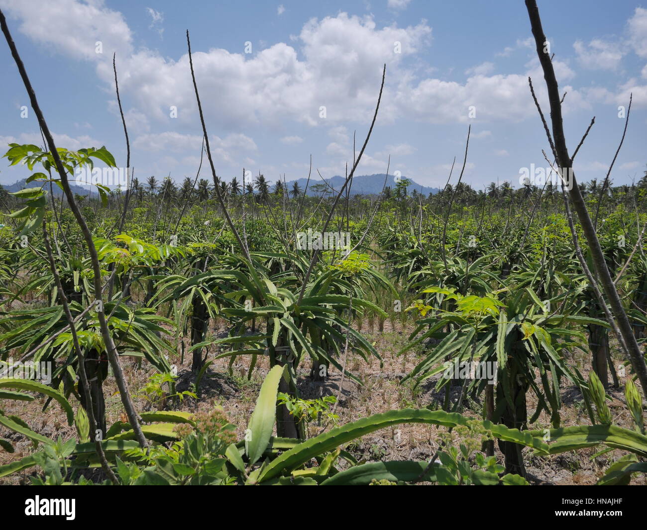 Indonesia, East Java, Banyuwangi, Pulau Merah beach Stock Photo - Alamy