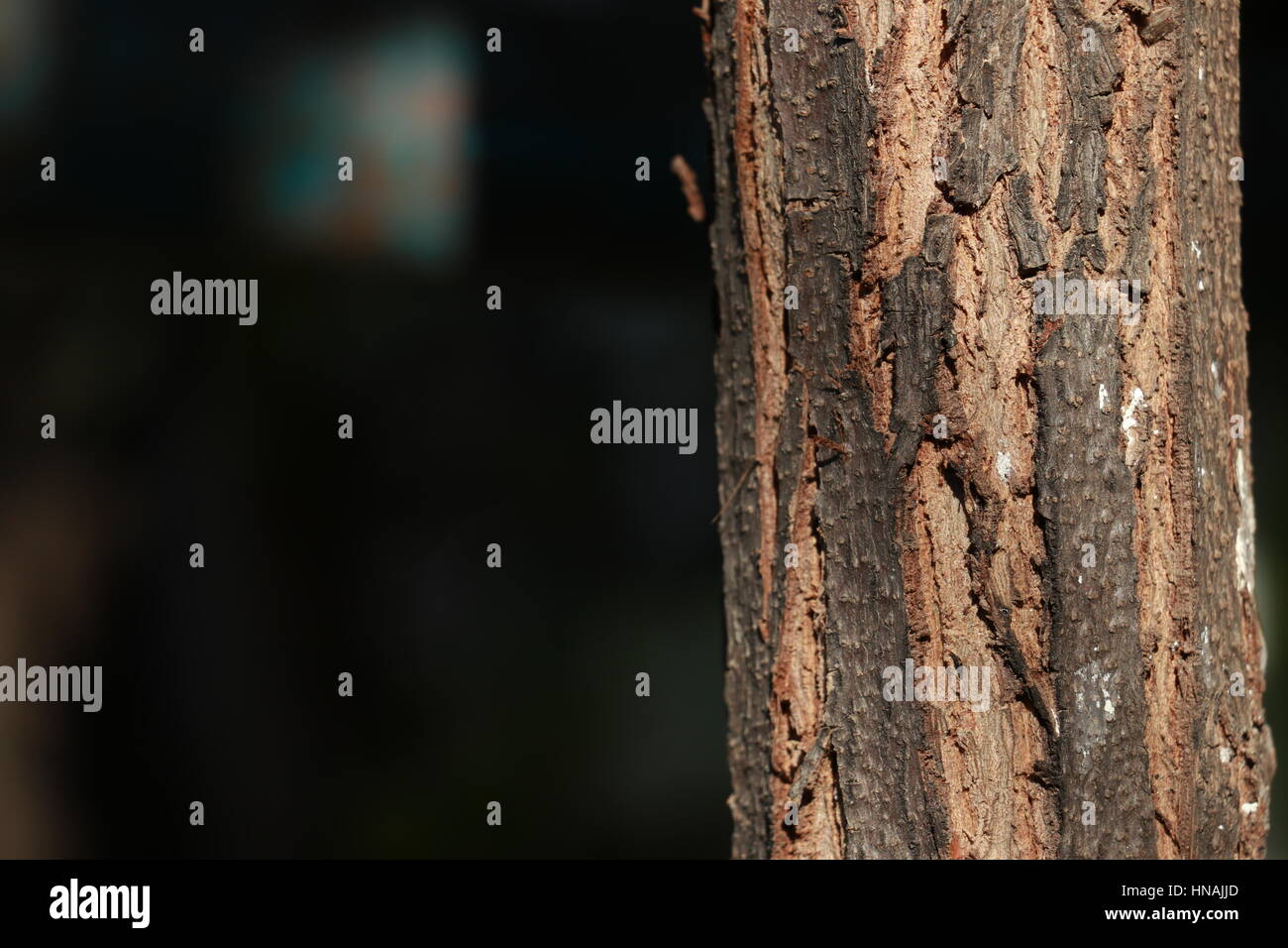 Focus techniques hi-res stock photography and images - Alamy