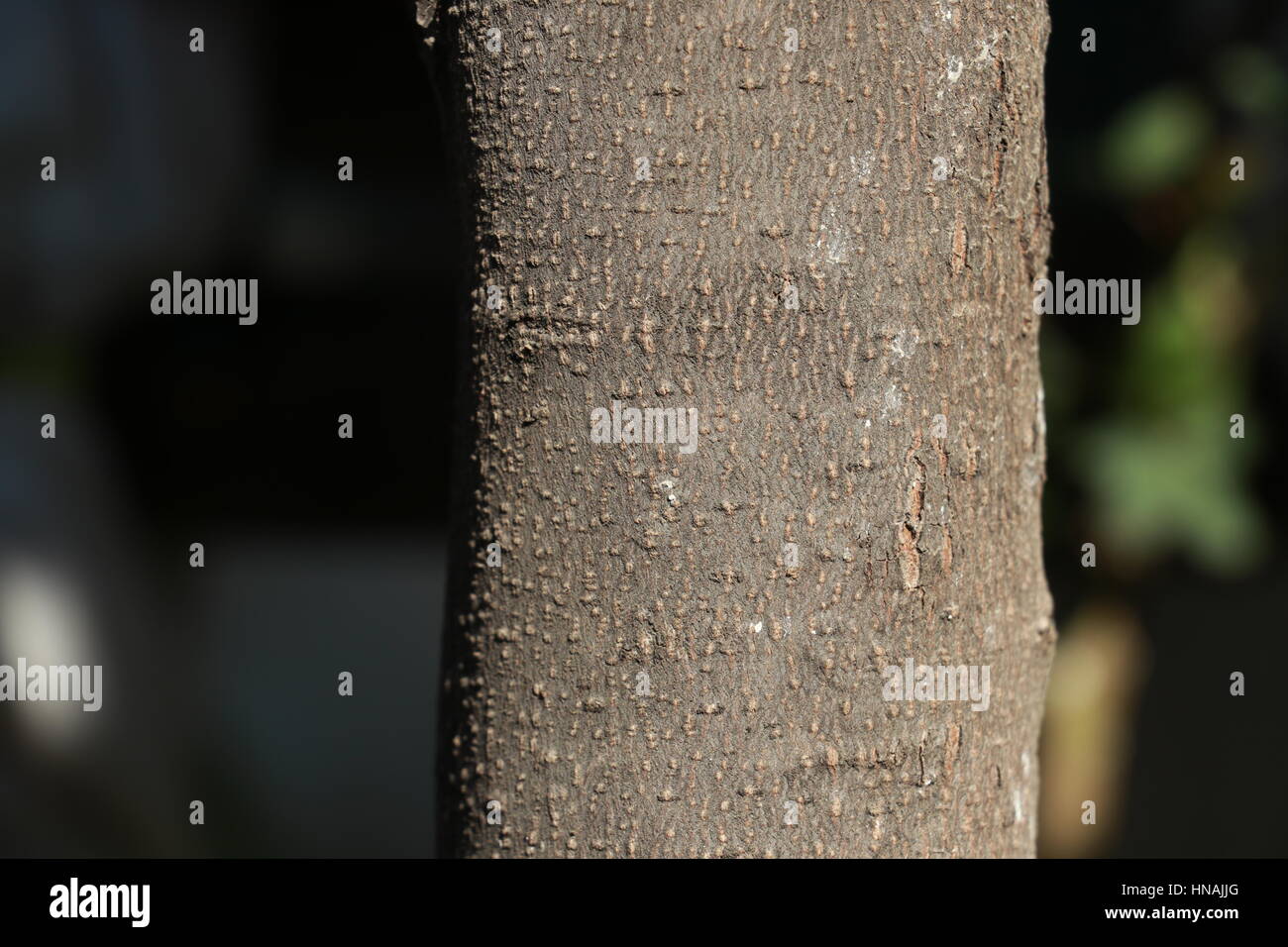 Tree and Stems Focused Stock Photo - Alamy