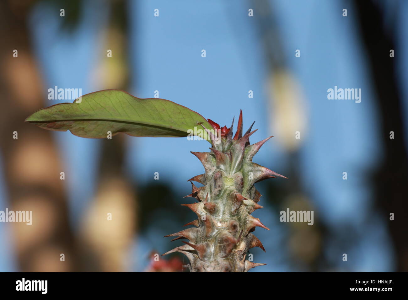 Plant with single leaf and thorns Stock Photo - Alamy