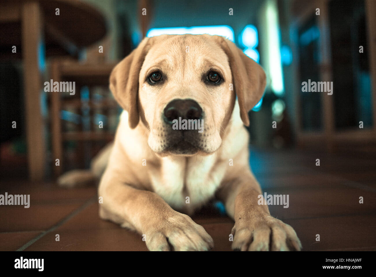 Labrador retriever cute isolated hi-res stock photography and images ...