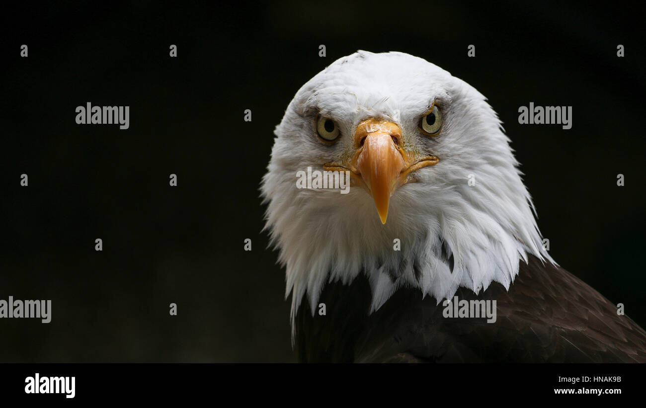 American bald eagle full face hi-res stock photography and images - Alamy