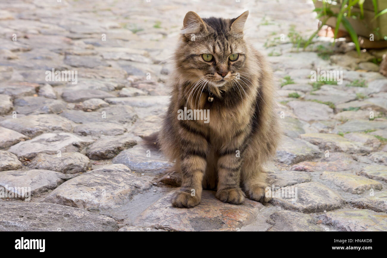 Cat feline hi-res stock photography and images - Alamy