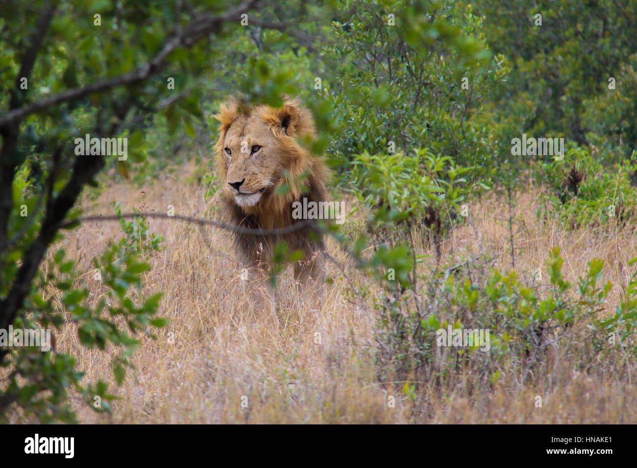 African male lion behind hi-res stock photography and images - Alamy